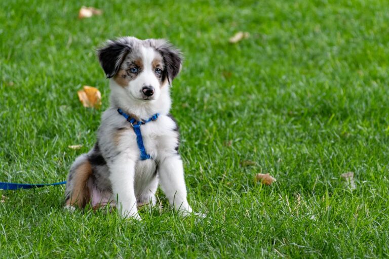 Hund Gassi gehen – Der komplette Guide