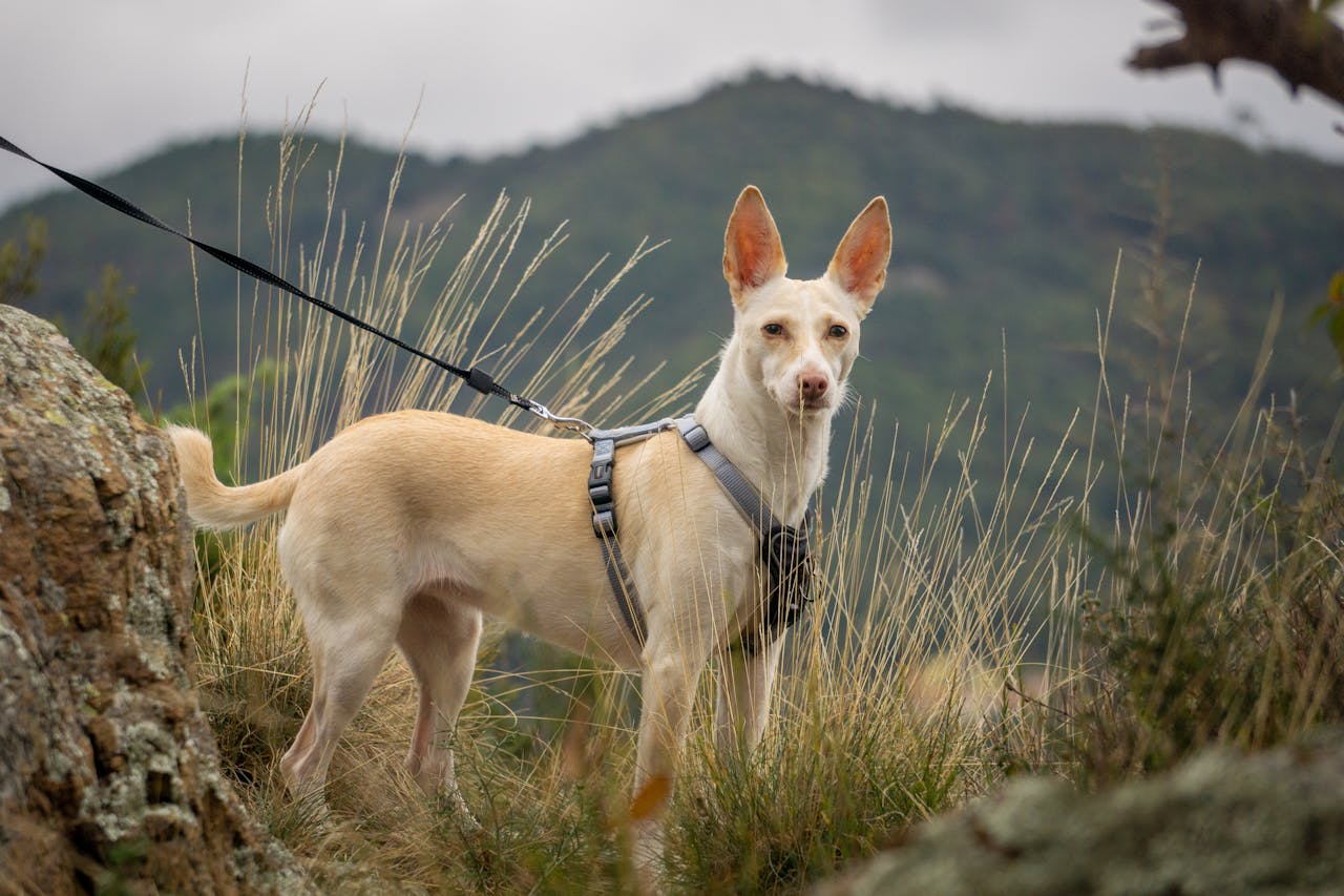 Hunderasse Podenco – ein Überblick